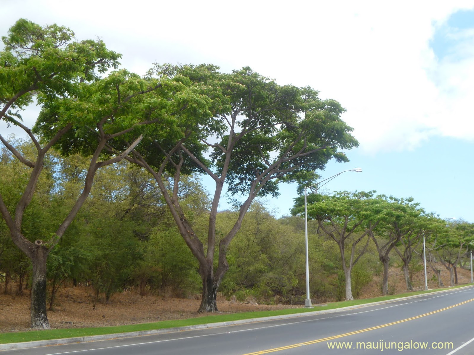 Maui Jungalow: Monkeypod Trees