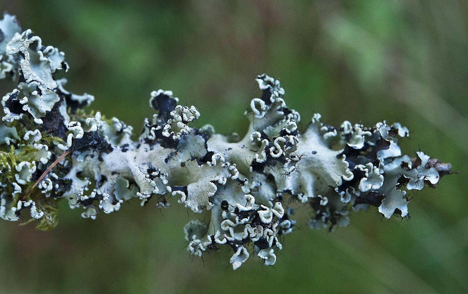 Gower Wildlife: Larch.... the swan song