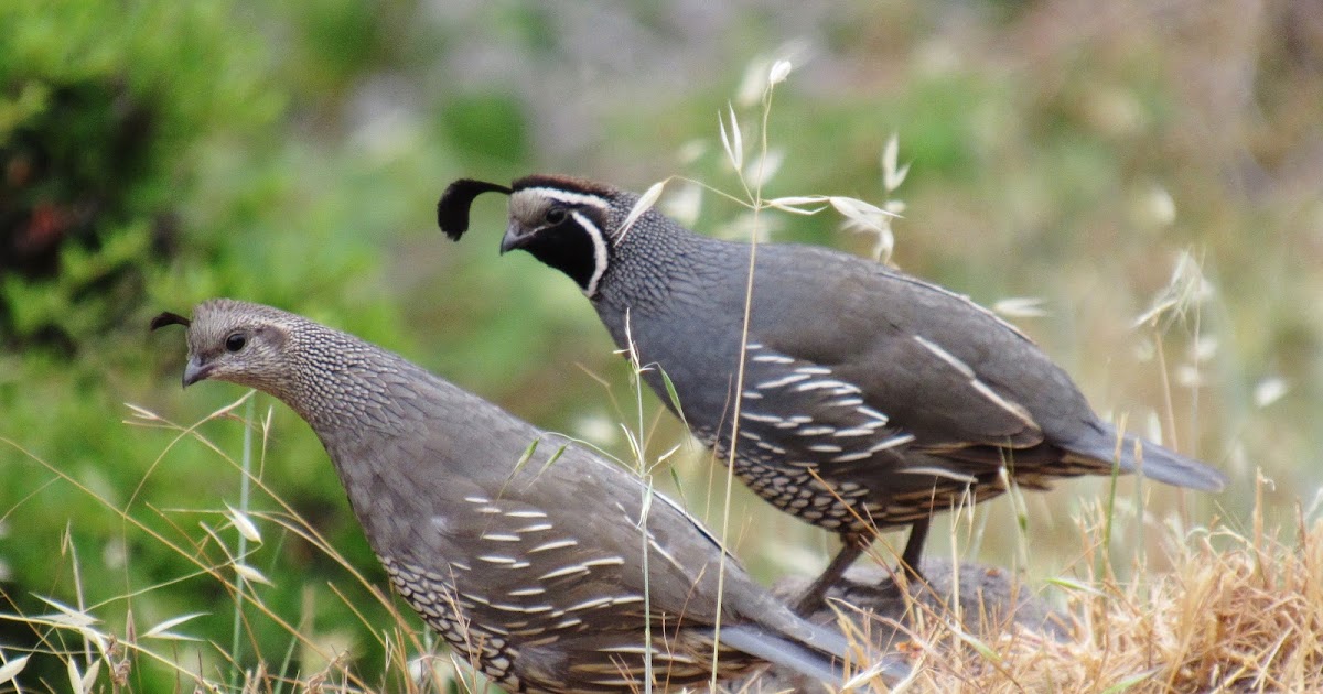 The California Quail: Our State Bird