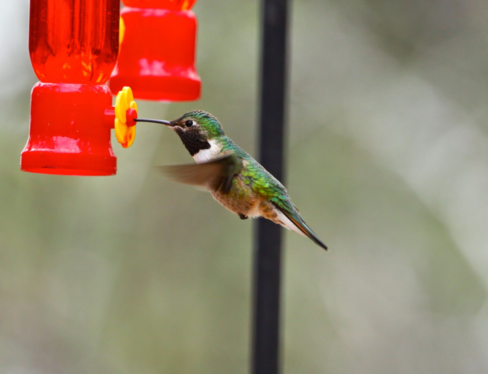 Roger's Birding Adventures: April 2014