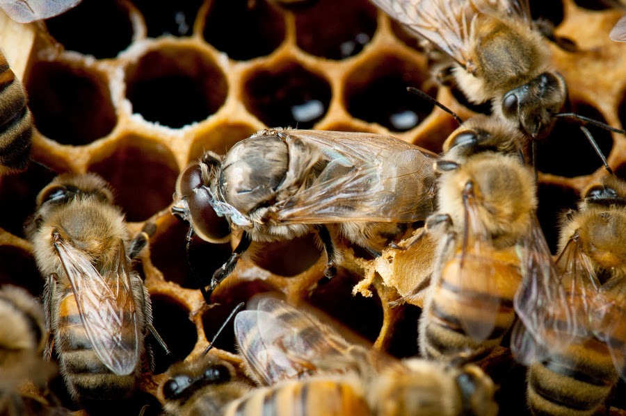 Corona Apicultores: MORFOLOGÍA DEL APARATO REPRODUCTOR DEL ZÁNGANO Y ...