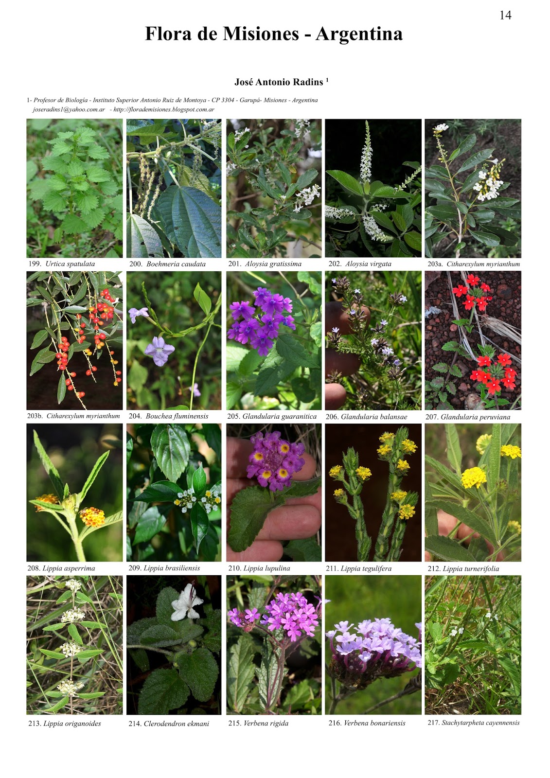 FLORA DE MISIONES Argentina