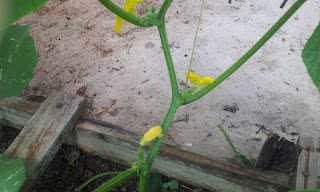 MITIKI -KILIMO KWANZA: KILIMO BORA CHA MATANGO - KWENYE VYOMBO