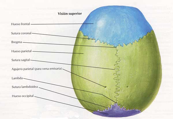 HUESOS DEL CRÁNEO