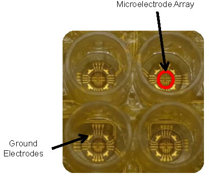 Neuromics: MEA and Motor Neurons
