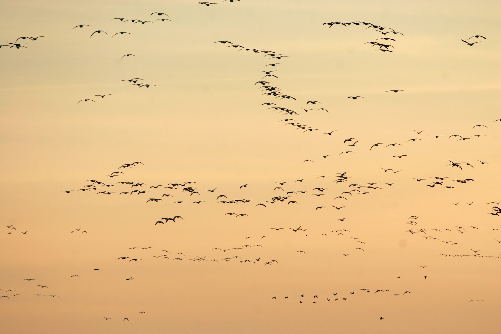 Backcountry Utah's Outdoor Adventure Journal: See as many as 20,000 ...