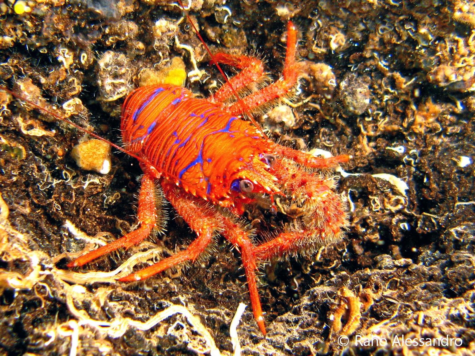 Necton e Plancton: Crostacei: Galatea Rossa