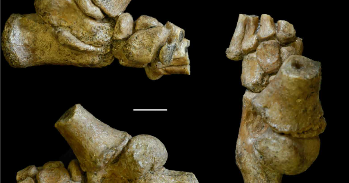 Sciency Thoughts: Australopithecus afarensis: An early Hominin foot ...