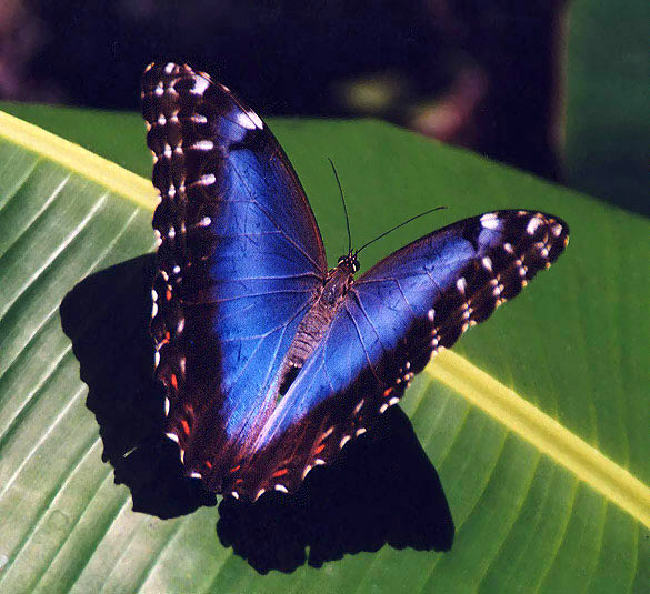 Morpho | The Life of Animals