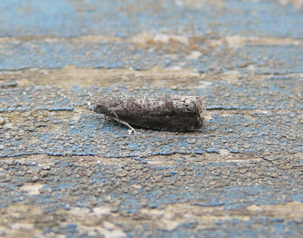 birdingexmouth: Northern Spinach, Two-spotted Neb and Plum Fruit Moth