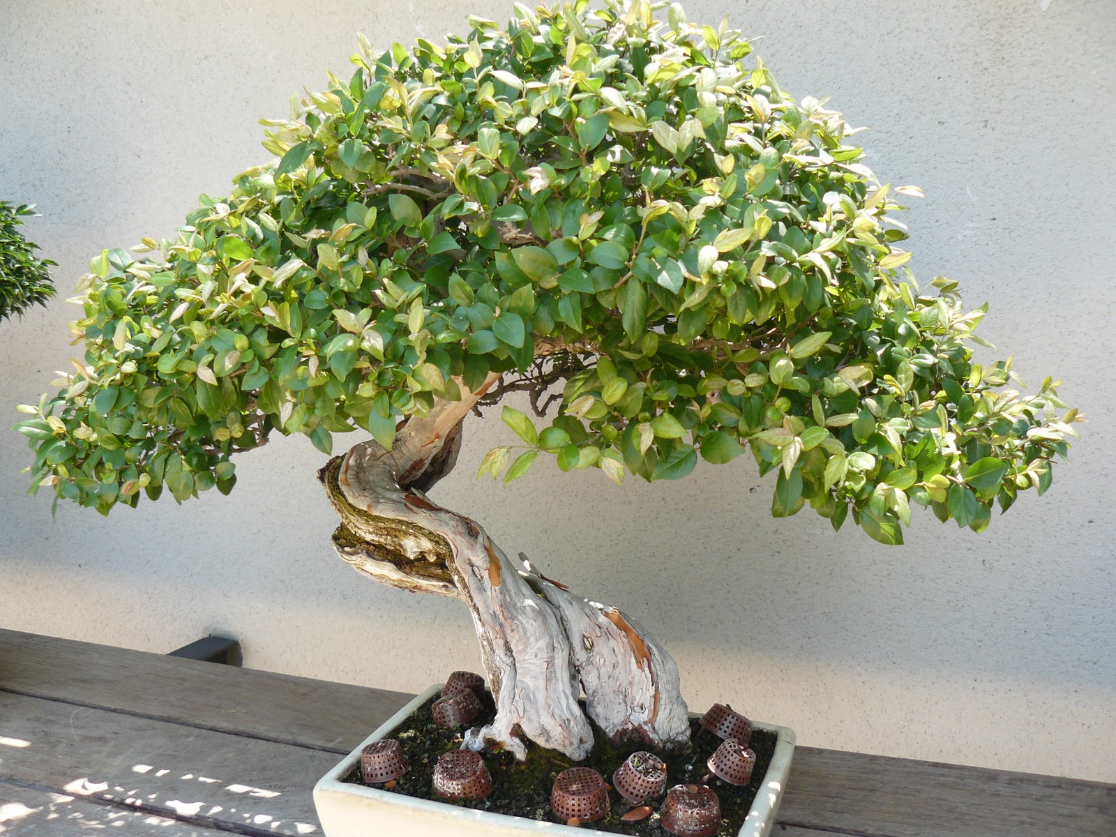 bonsai indah: gambar bonsai