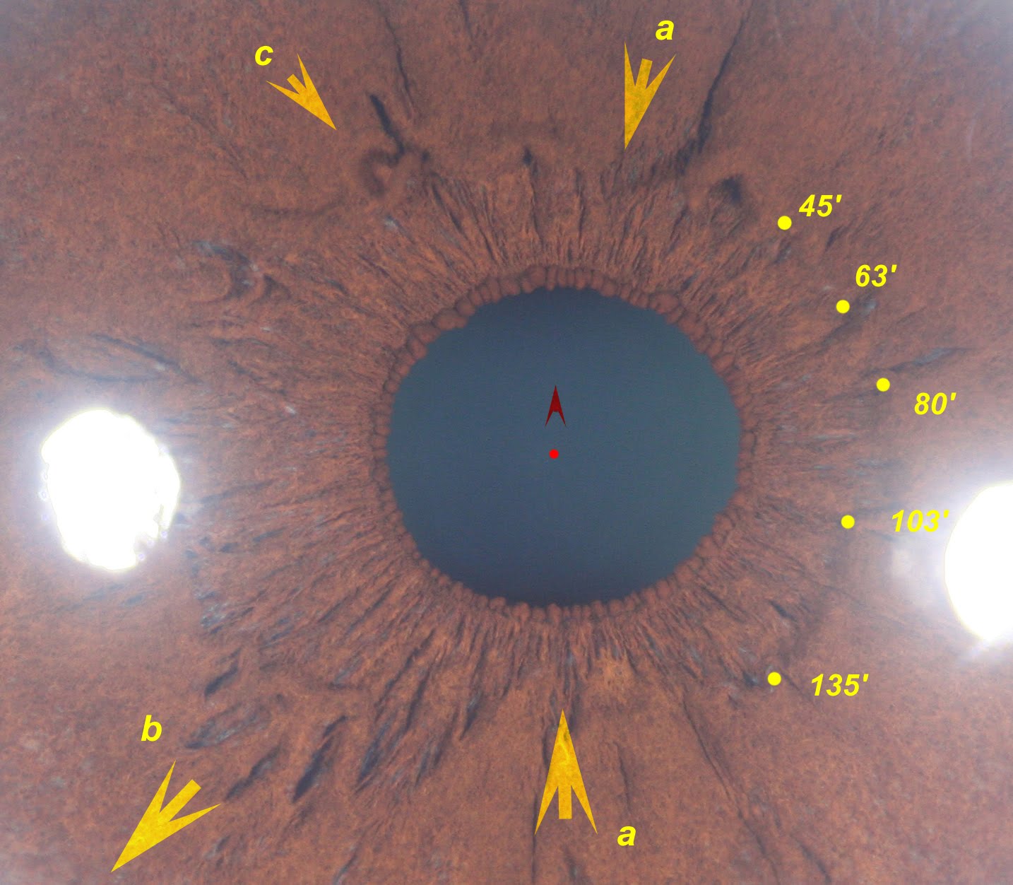 Modern & Multidimensional Iridology: Multidimensional Iridology ...
