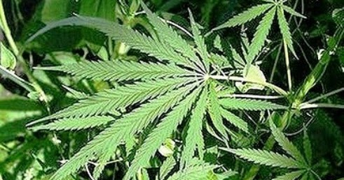 Conosaba do Porto: «DJAMBACATAM» AUTORIDADES GUINEENSES APREENDEM 14 ...