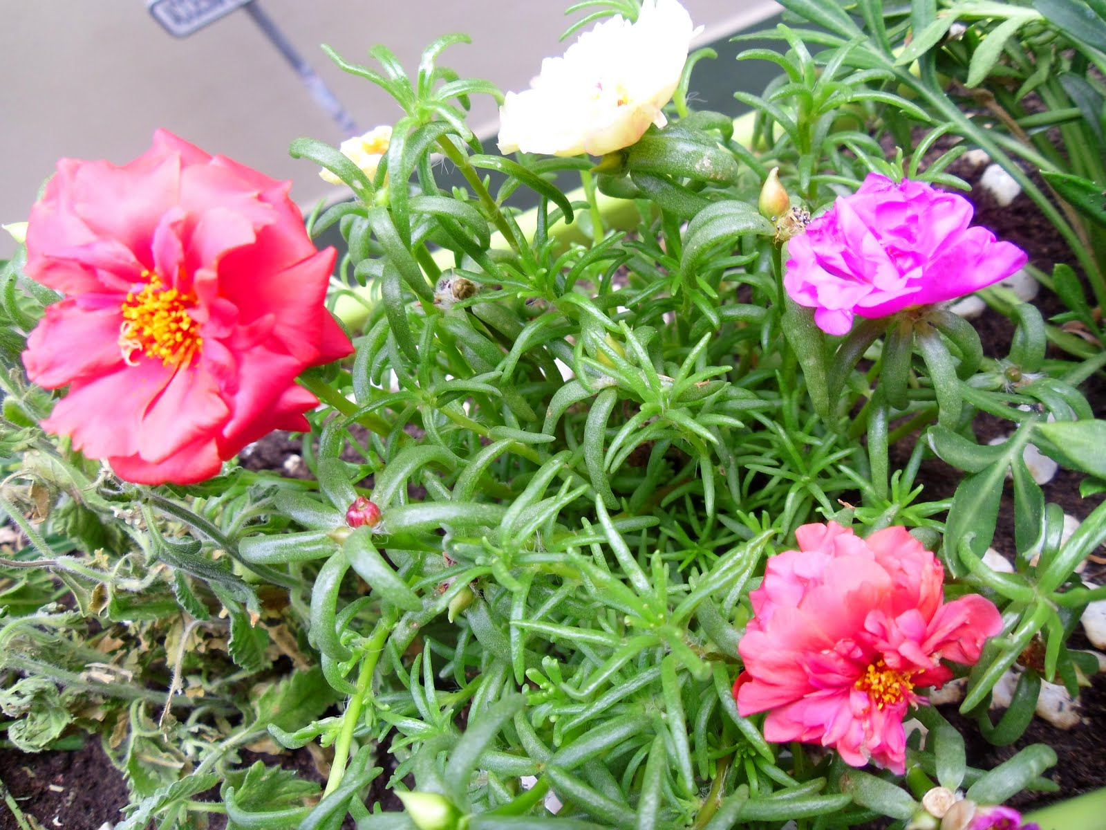 Aire Fresco: Flor de seda