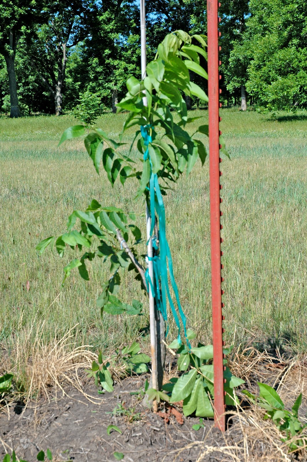 Northern Pecans: Training young pecan trees: When to start training