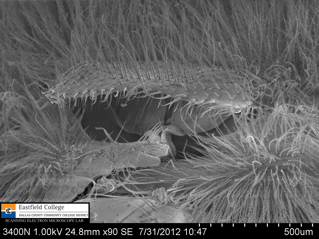 Scanning Electron Microscope Blog: A Lone Drone (Bee)