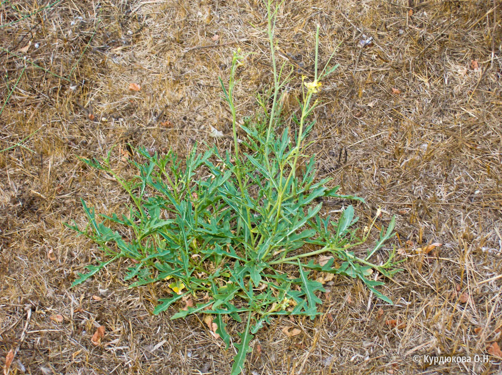 Двурядка тонколистная - Diplotaxis tenuifolia (L.) DC.. Список сорных ...