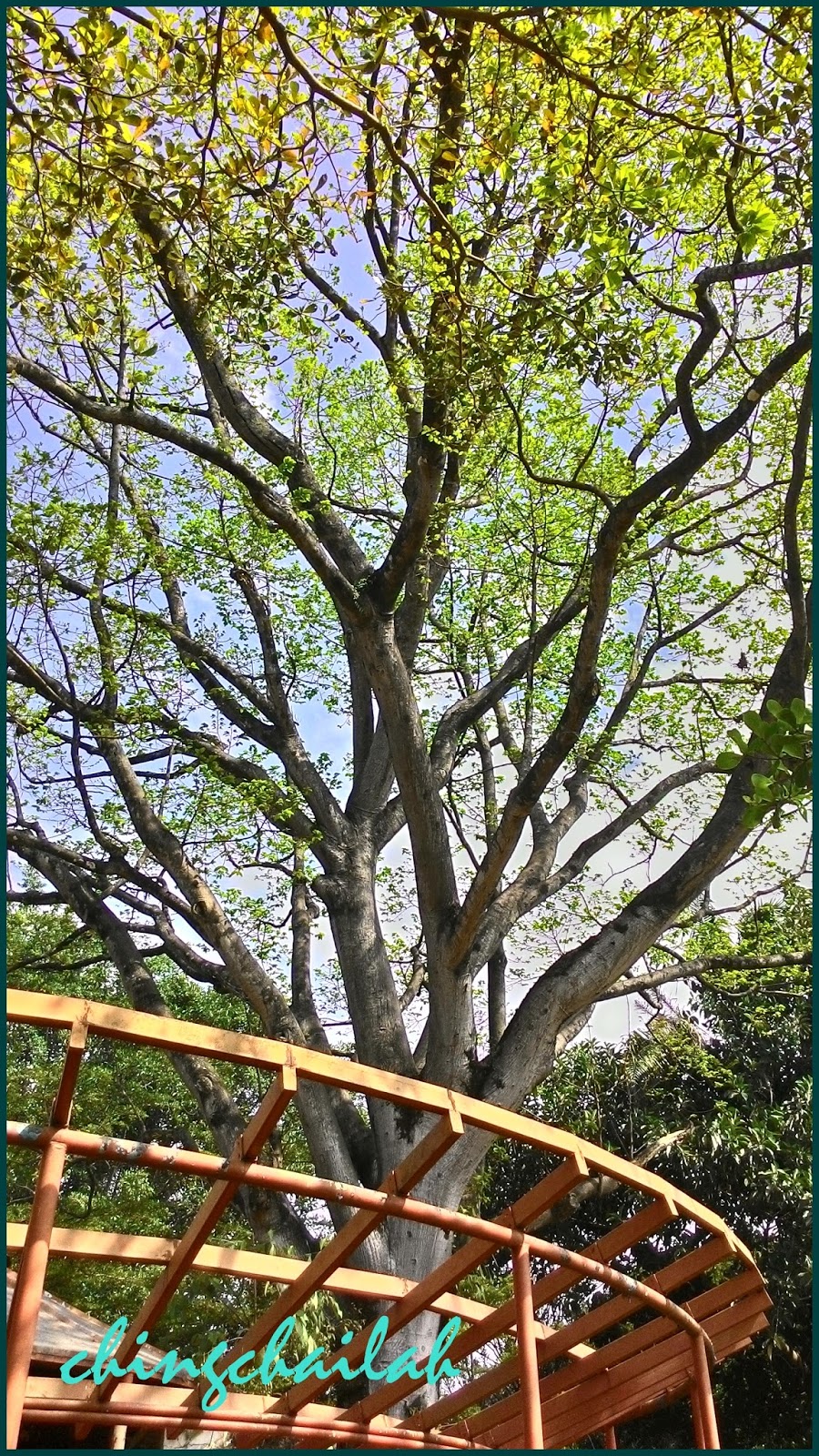 Simple Living In Nancy: Morning Walk In D.R. Seenivasagam Park, Ipoh