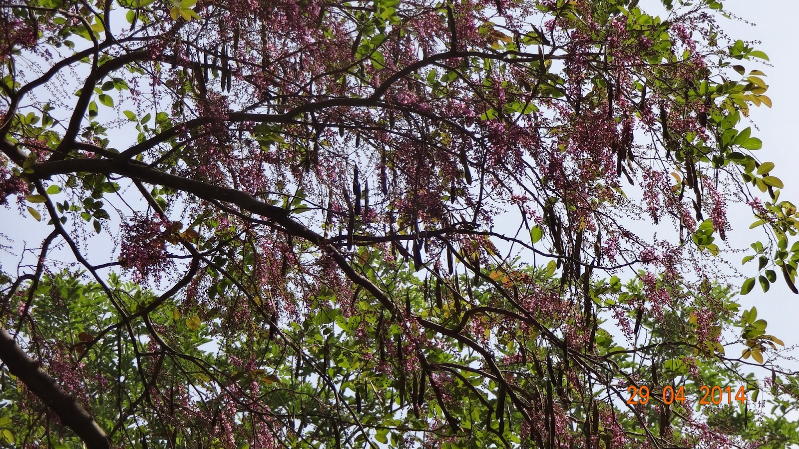 Plants of Lahore - Pakistan: Millettia- Villayti Shishum- Lilac profile