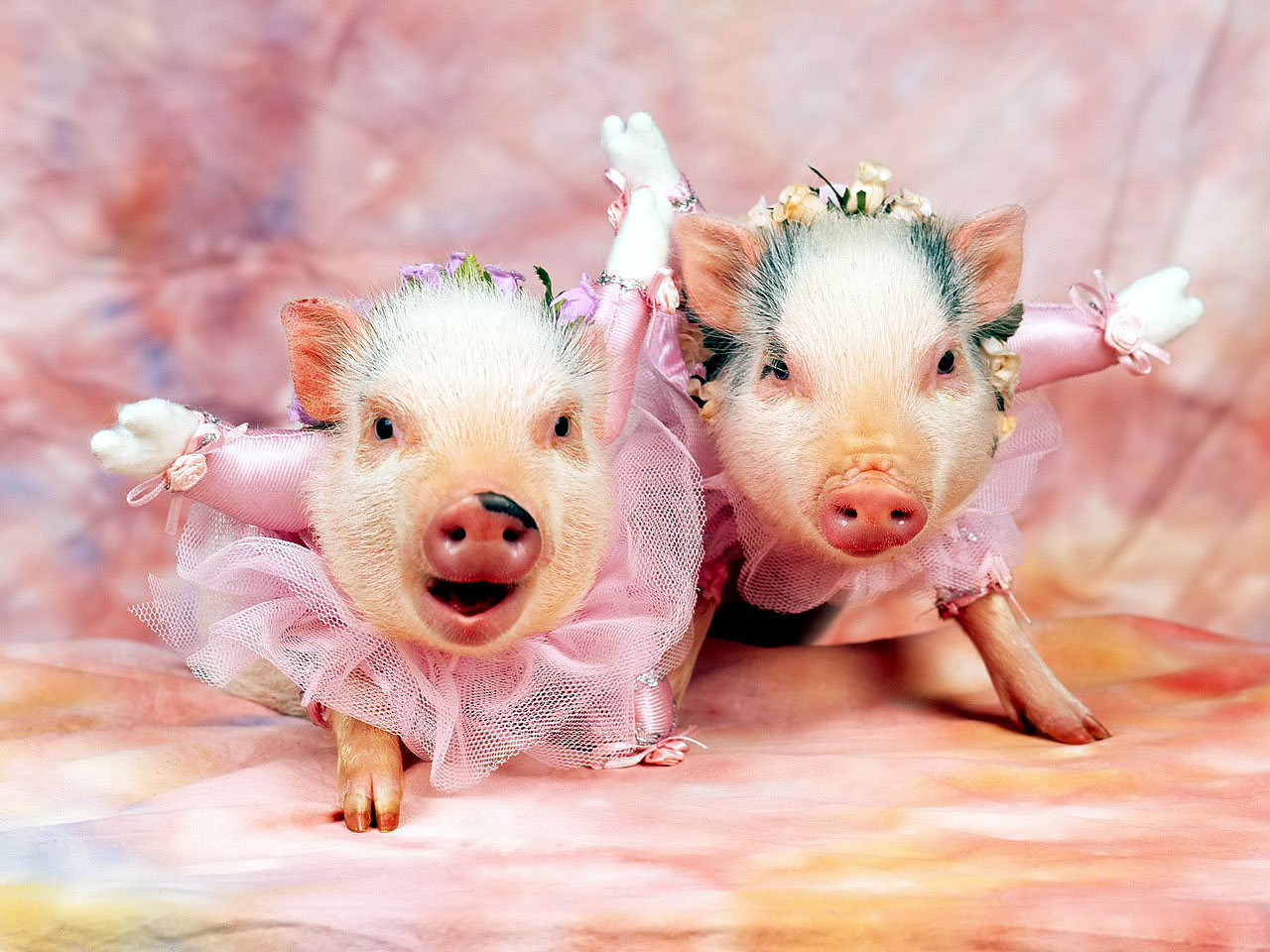 Varkens Achtergronden
