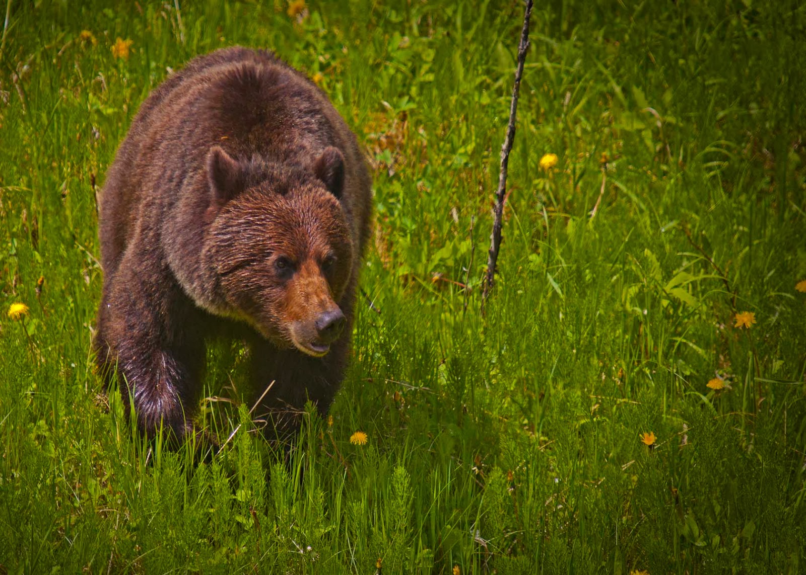 Photography of Ralph Fuchs of St. Albert, Alberta: Wildlife