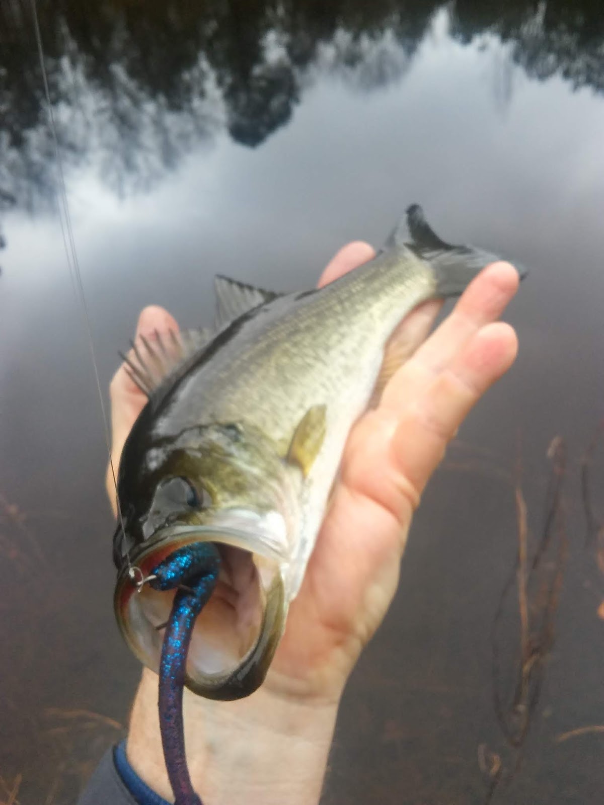 Palmetto Fly N' Fish: New Year Begins - 24 Hour Fishing Success!