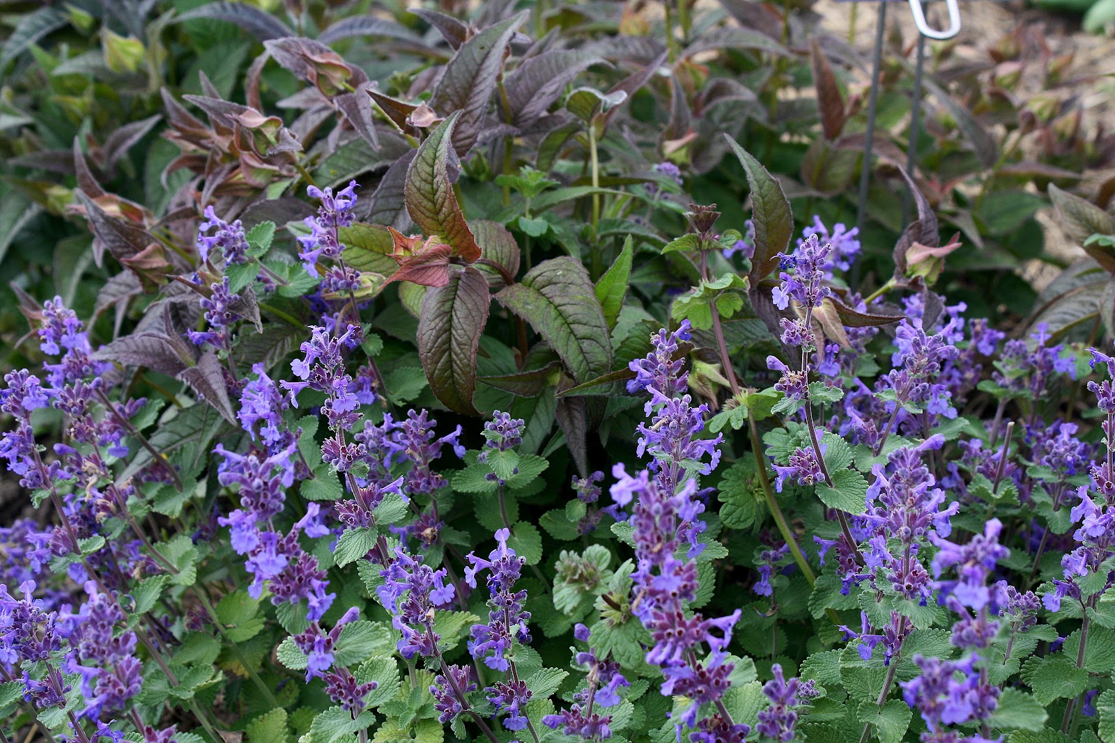 MIDWEST GROUNDCOVERS Display Gardens & Plant Trials: Piet Oudolf Garden ...