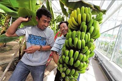 [Picking] Harvesting a banana crop Banana Health Benefits | How to eat ...