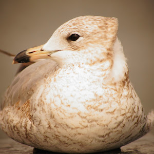 25 birds public domain pictures for commercial use - 1 million free ...