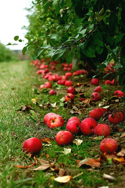 Content in a Cottage: Fall Apples are The Best