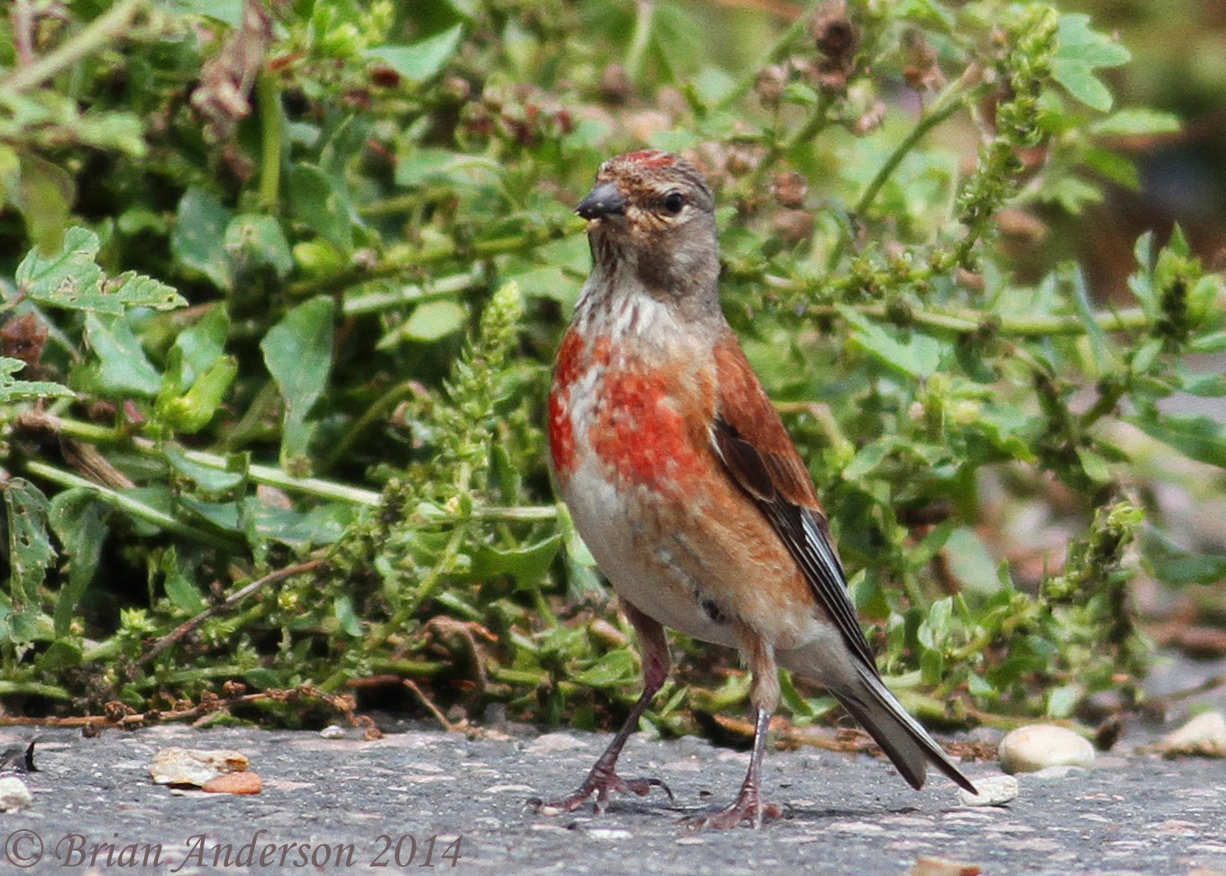 Brian's birding blog: Bonaparte's Gull Oare Marsh