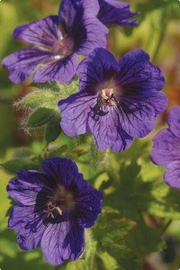 lucys garden: GERANIUMS...NOT JUST YOUR GRAMMA'S FLOWER.
