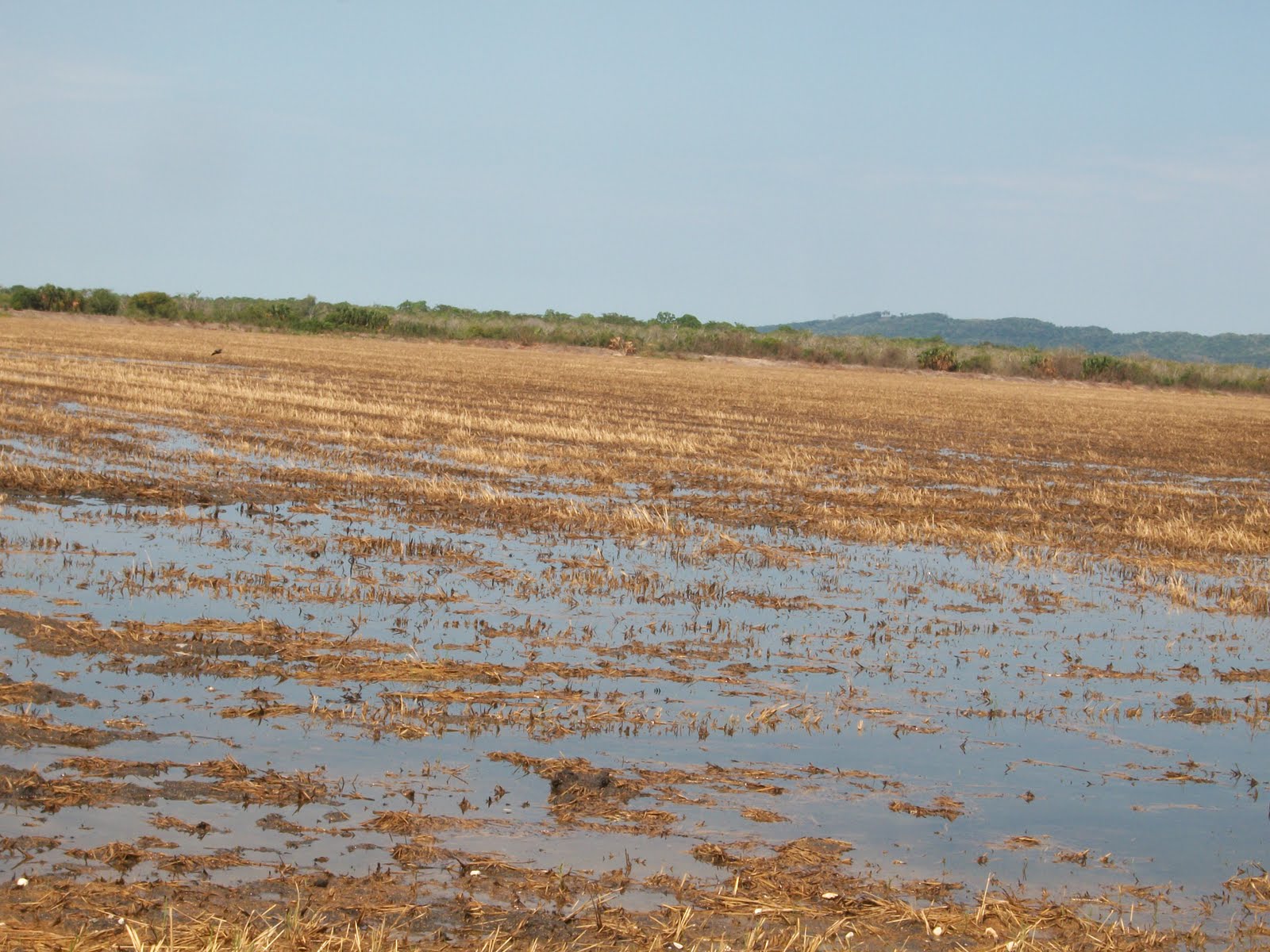 Leaning on the Everlasting Arms: Growing Rice in Belize