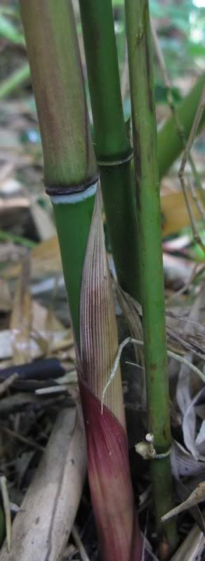 Tarım Siteniz: BAMBU