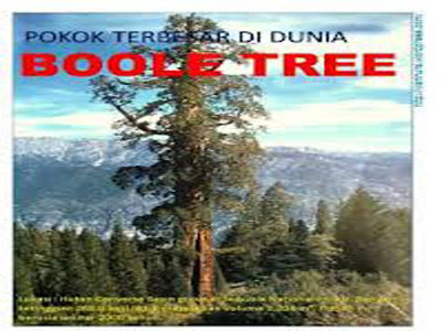My Way: Boole Tree: Tree sixth in the World's Largest