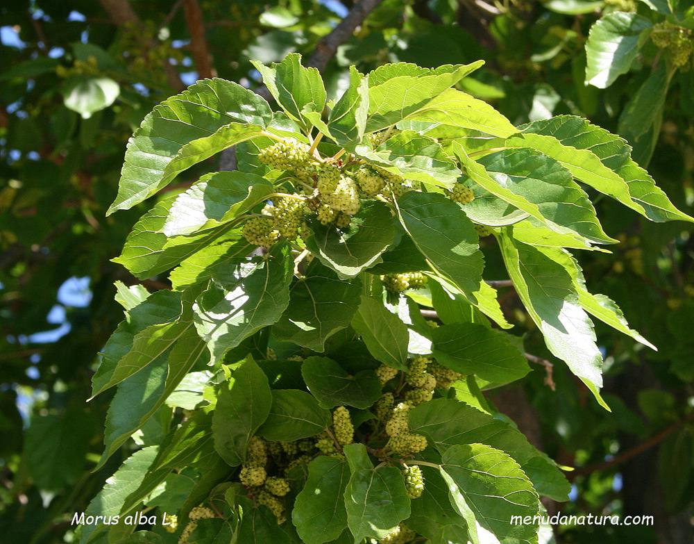 Menuda Natura: Morus alba L.