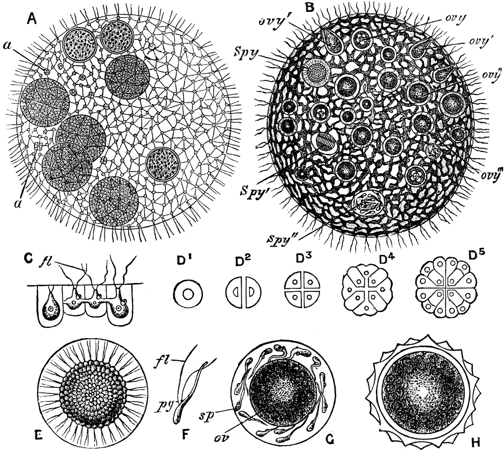 EXO BIOTION: PROTOZOA (LAPORAN PRAKTIKUM I)