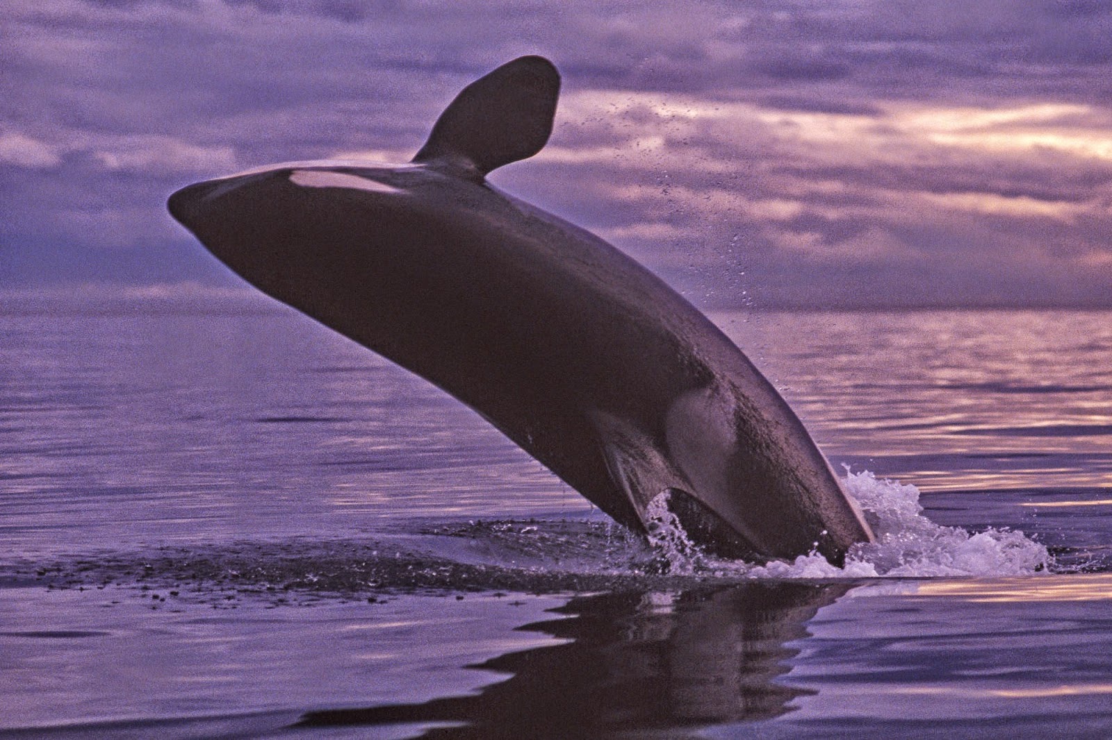 Orca - HD Wallpapers | Earth Blog