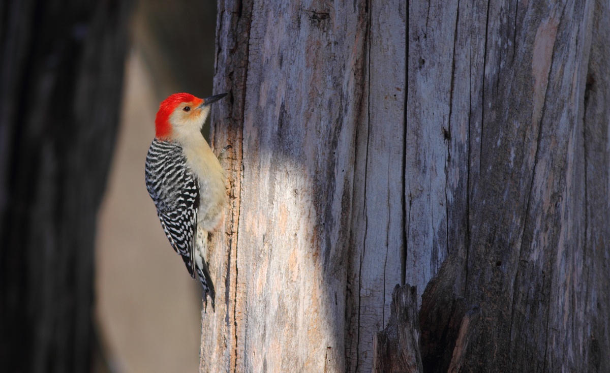 One Thousand Days in Nature: Wintery Mix of Birds