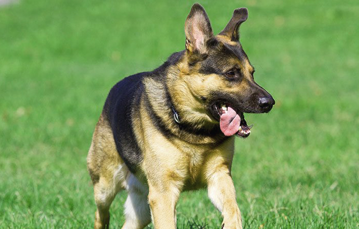 Gravitate Science Amazing Facts About Dog gravitate-science-amazing-facts-about-dog
