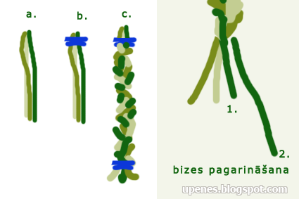 Upene: Jāņu dienas vainagi