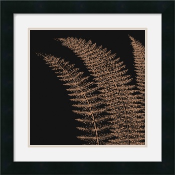 Ashbee Design: Framed Ferns