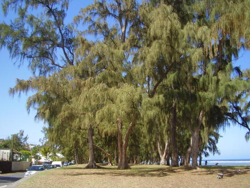 De la Terre naît notre richesse: Le Filao