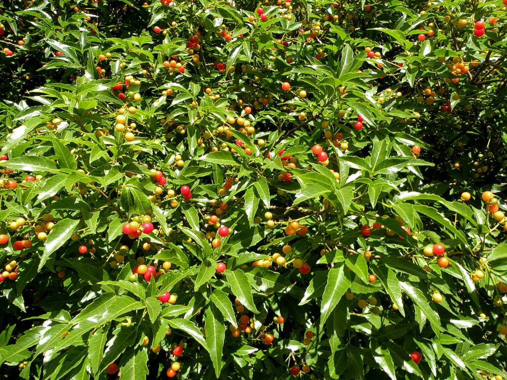 Uruguay's wildlife & Natural sanctuaries - Santuarios naturales & flora ...