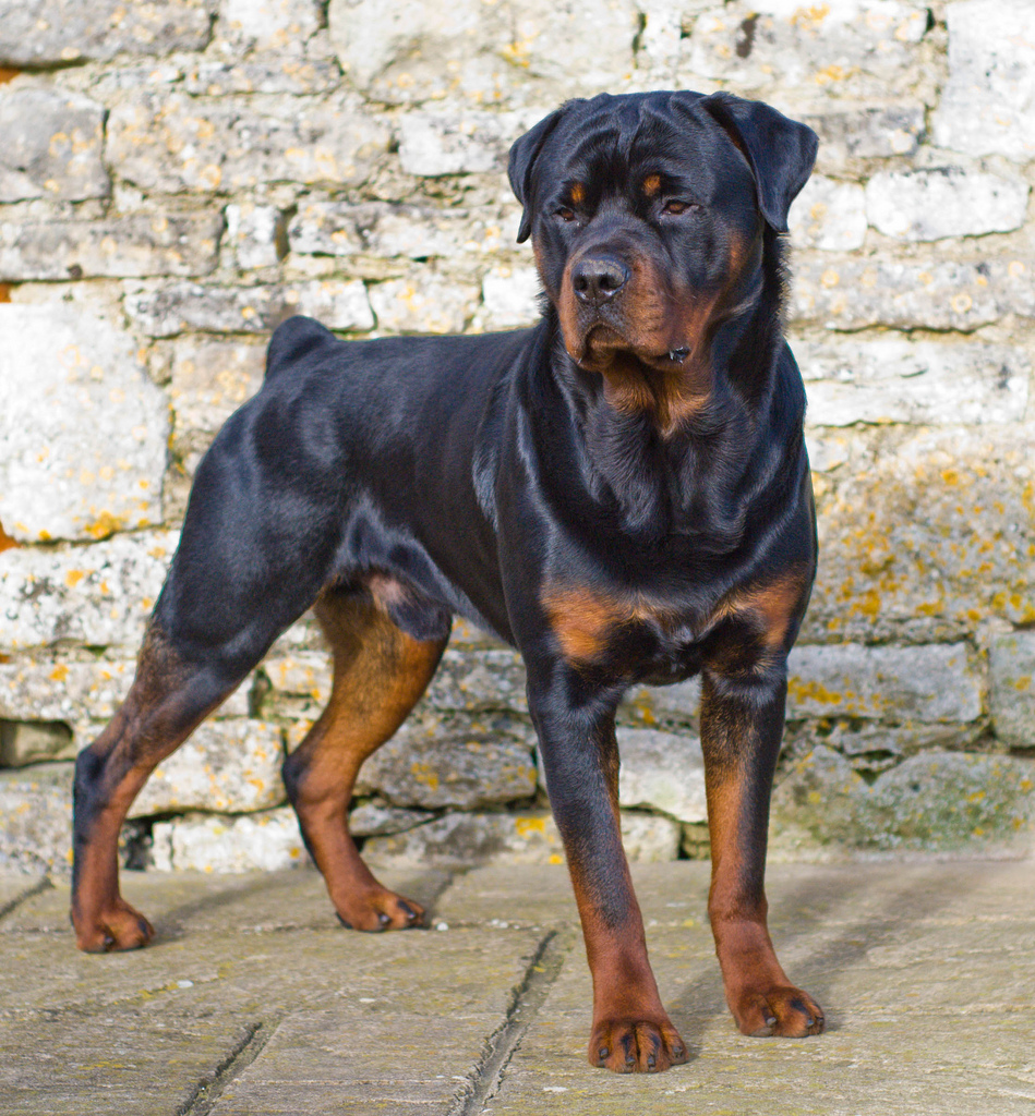 MORSOROSSO: STORIA & STANDARD ROTTWEILER