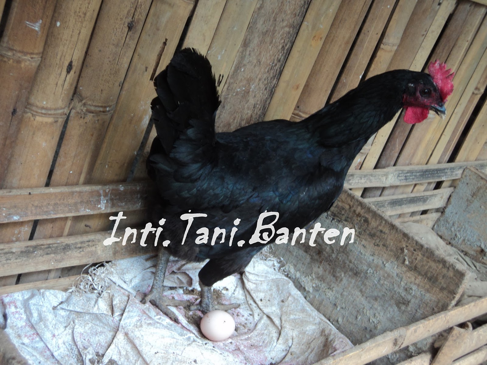 Ayam Kampung Unggul Badan Litbang (KUB) "Inti Tani Banten": Sistem ...