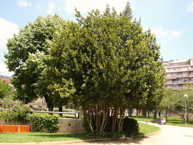 Árboles con alma: Laurel. Llorer. (laurus nobilis)