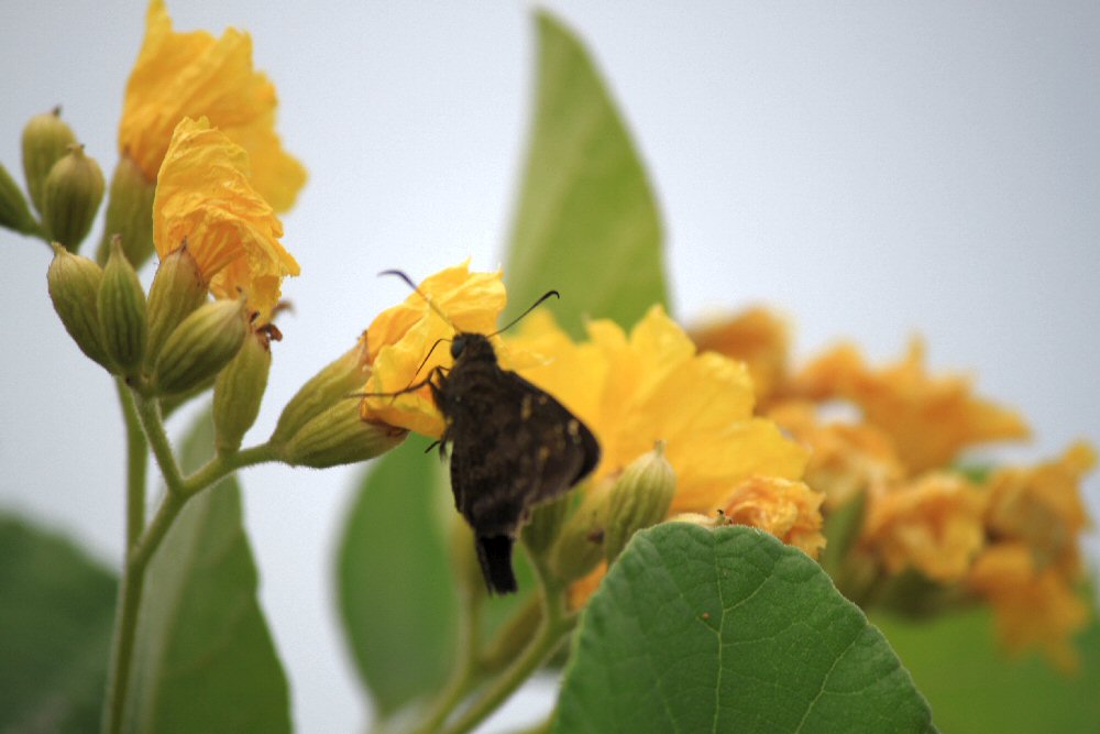 Through My Lens - Galapagos Plants