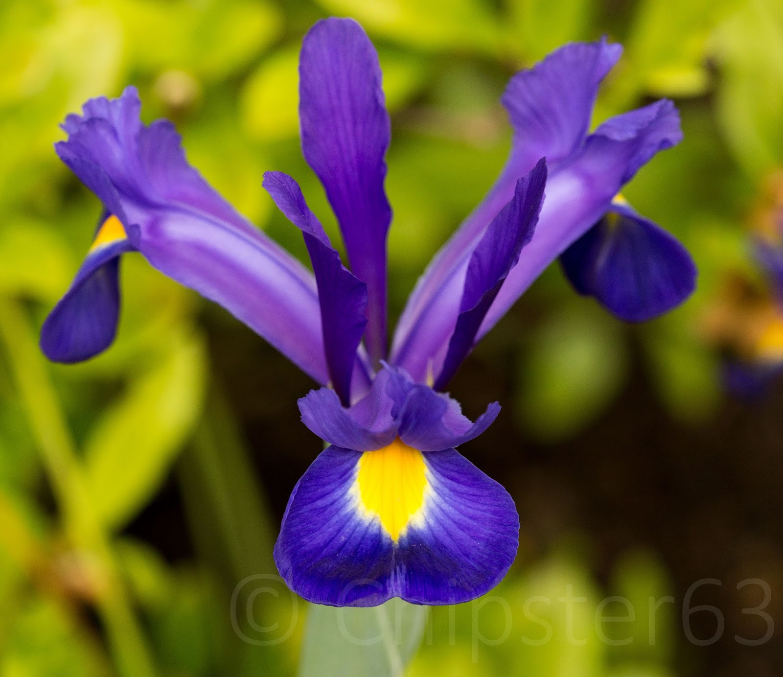 Chipster63 Photography: Furled and Unfurled Flags