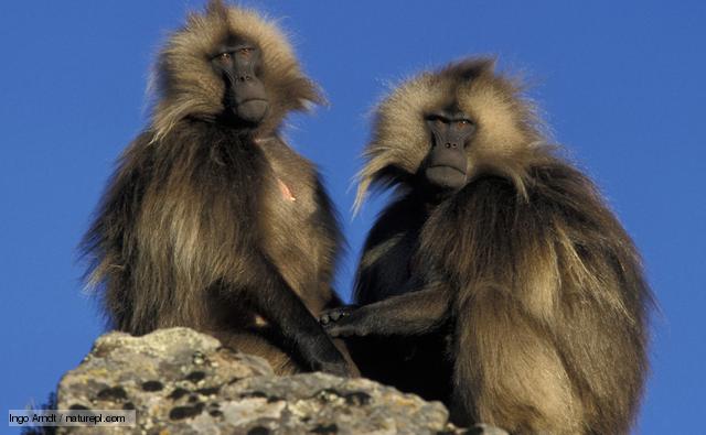 O Livro da Natureza: Babuínos